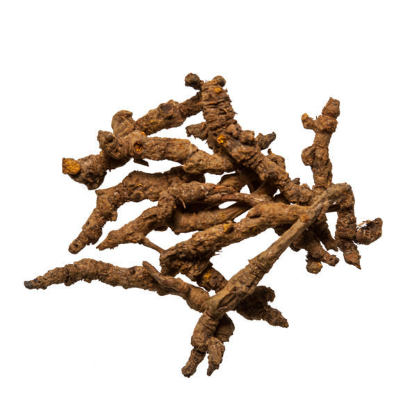 Huang Lian Herb | Coptis Root | Plum Dragon Herbs
