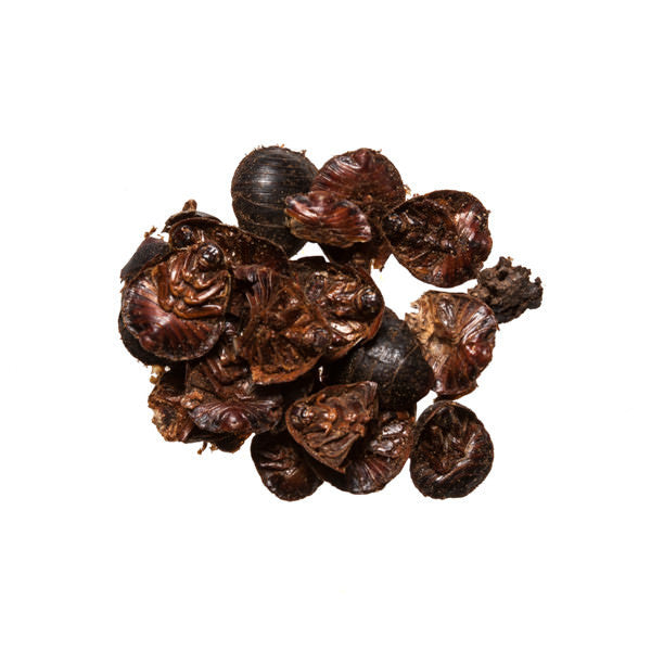 Tu Bie Chong (Wingless Cockroach) – Plum Dragon Herbs